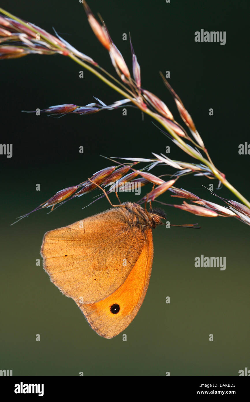 Meadow brown (Maniola jurtina, Epinephele jurtina), on flowering grass ...