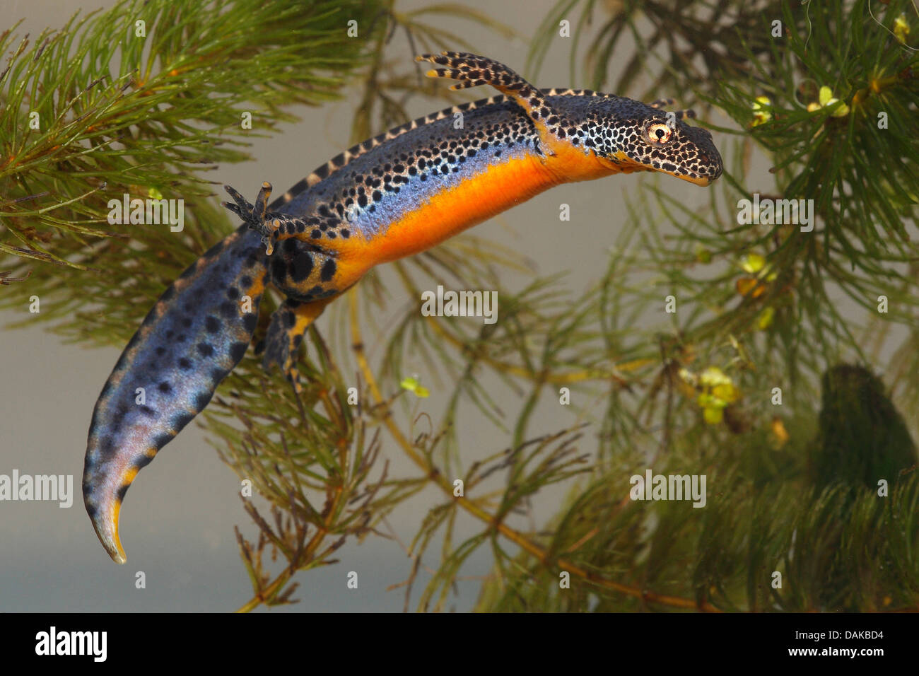 alpine newt (Triturus alpestris, Ichthyosaura alpestris, Mesotriton ...
