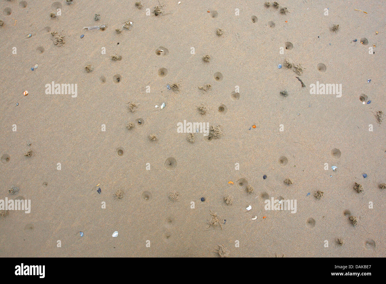 European lug worm, blow lug, lugworm (Arenicola marina), sand structure ...