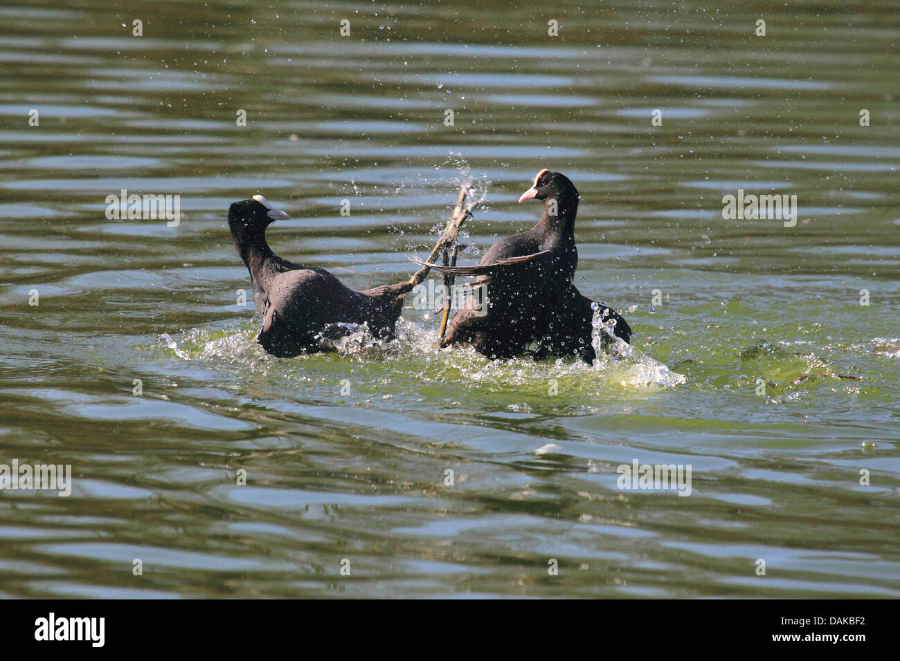 Fighting coots hi-res stock photography and images - Alamy