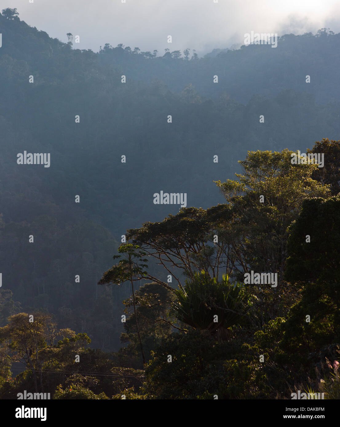 View of lush plants and trees in temperate rainforest in the highlands ...