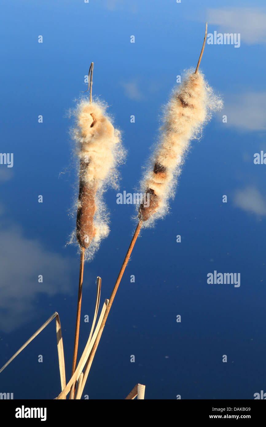 common cattail, broad-leaved cattail, broad-leaved cat's tail, great ...