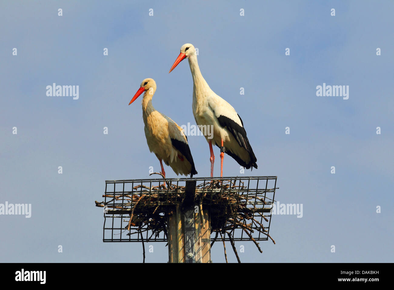 white stork (Ciconia ciconia), two white storks on nesting aid, Germany ...