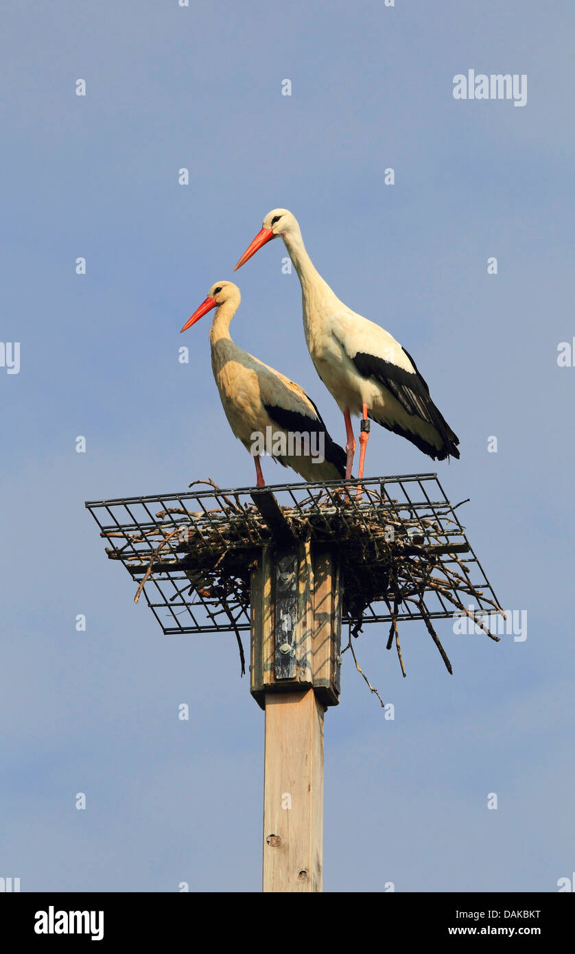 white stork (Ciconia ciconia), pair of storks at their nest on nesting ...