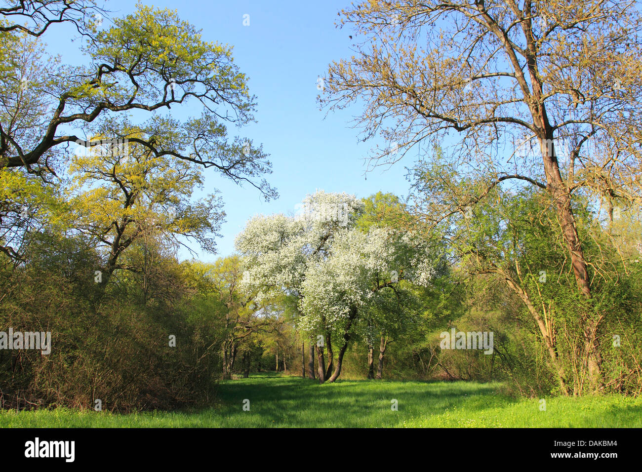Spring ecosystem hi-res stock photography and images - Alamy