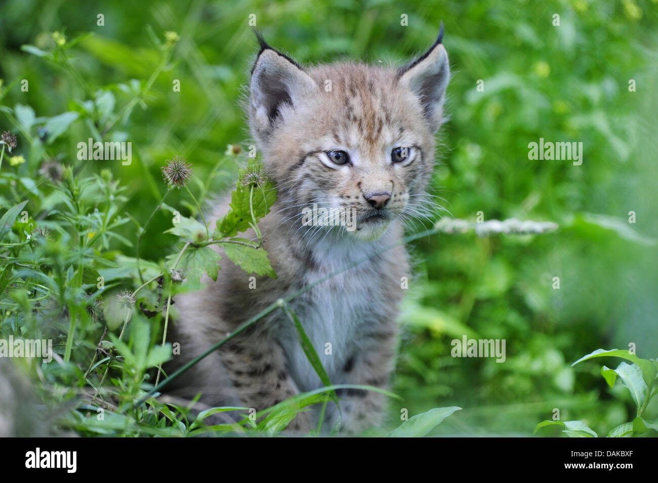 Eurasian lynx (Lynx lynx), four weeks old juvenil, Germany Stock Photo ...