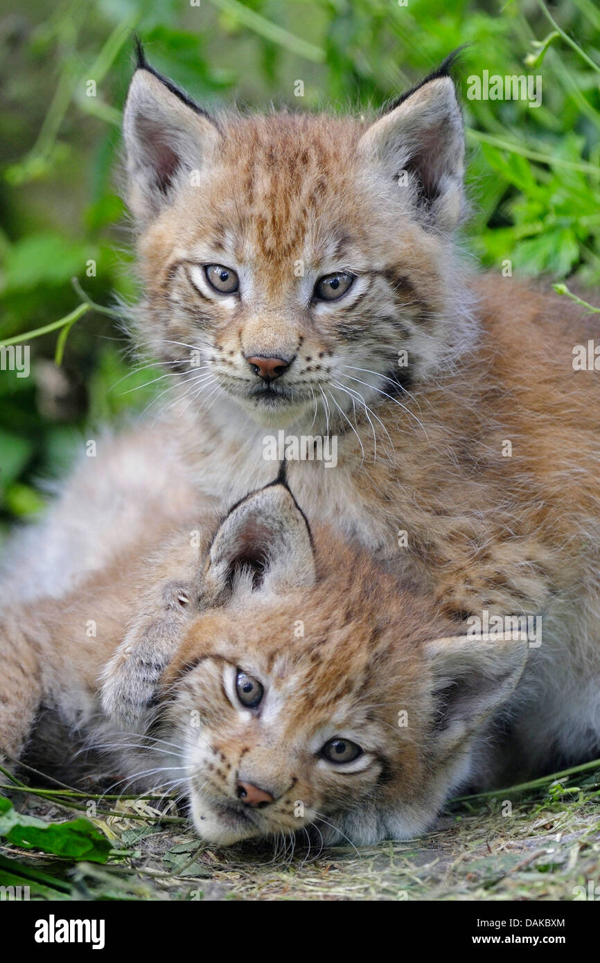 Eurasian lynx (Lynx lynx), four weeks old juveniles, Germany Stock ...