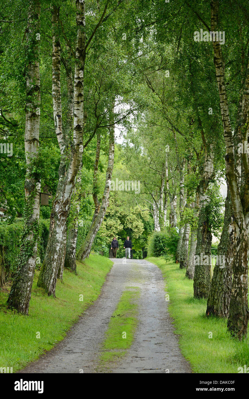 common birch, silver birch, European white birch, white birch (Betula ...