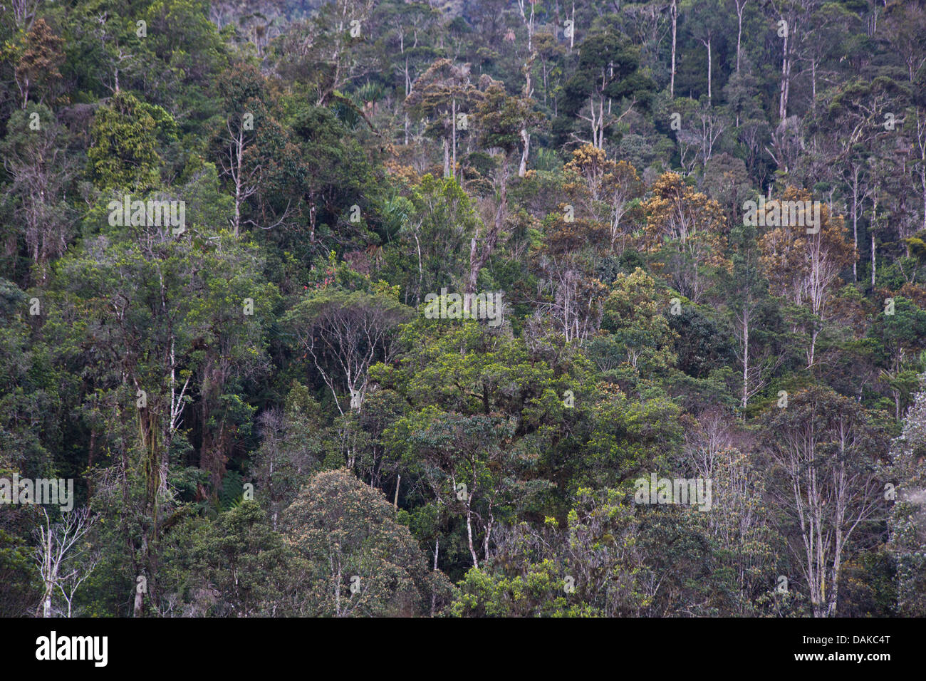 Rainforest plants png hi-res stock photography and images - Alamy