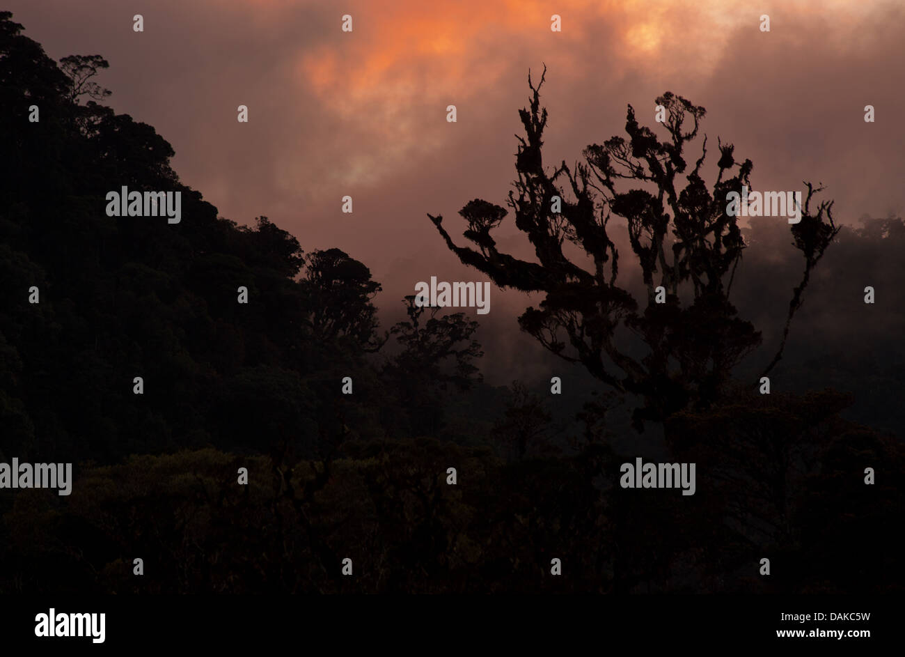 Enga province hi-res stock photography and images - Alamy
