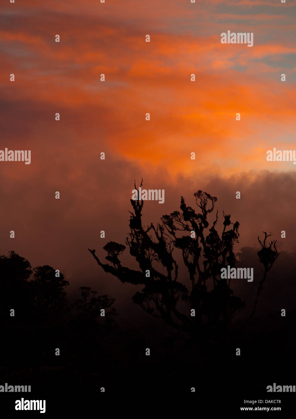 Papua new guinea enga province hi-res stock photography and images - Alamy