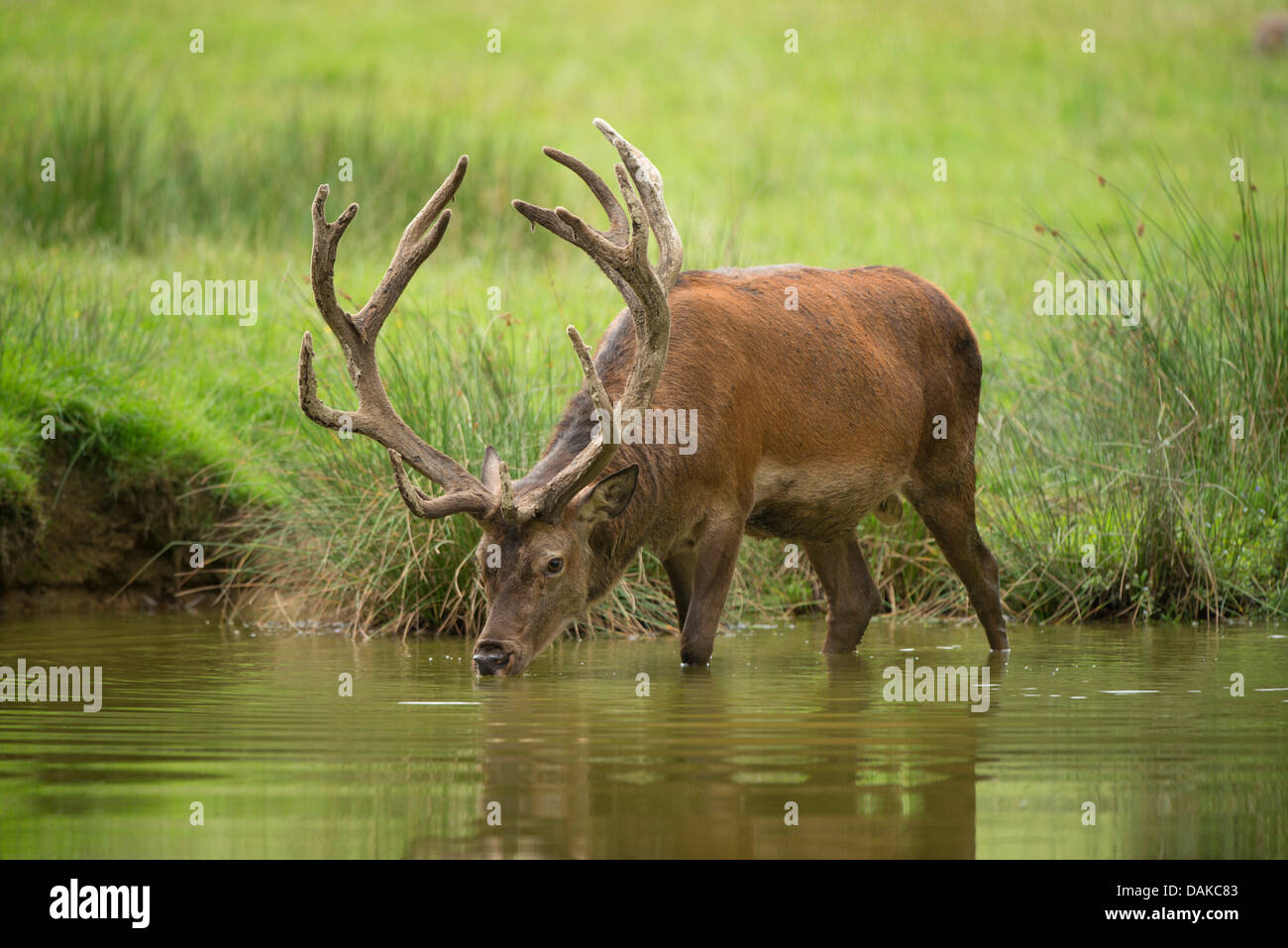 Wild Animals Drinking Water