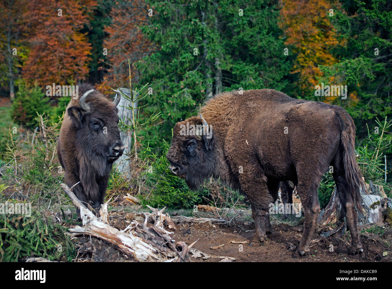 European bison, wisent (Bison bonasus), two bisons on a clearing Stock ...