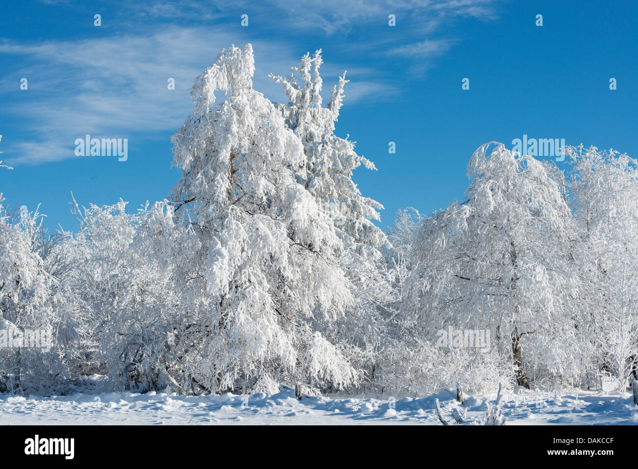 snow-covered trees at Kahler Asten, Germany, North Rhine-Westphalia ...