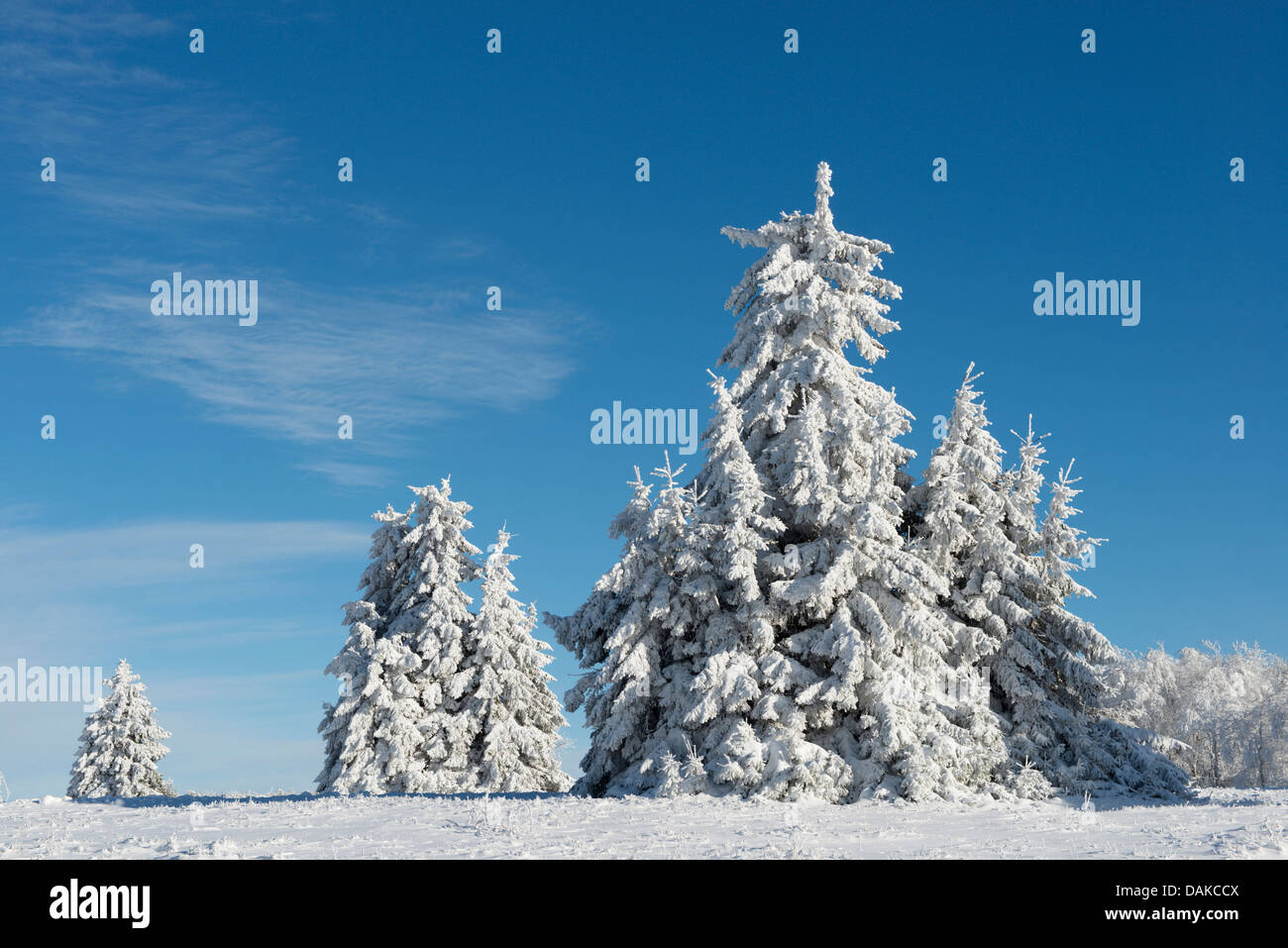 Snowbound picea abies trees hi-res stock photography and images - Alamy