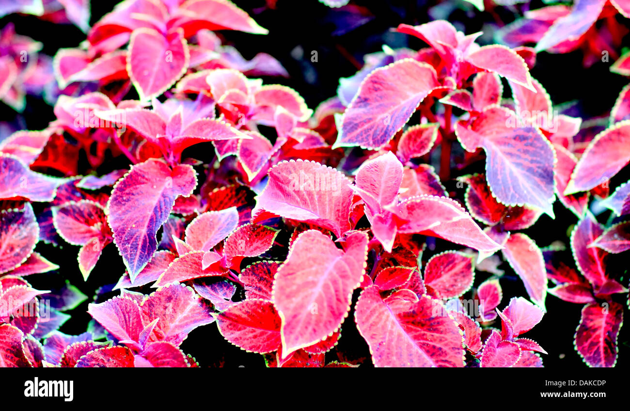 Decorative flowers hi-res stock photography and images - Alamy