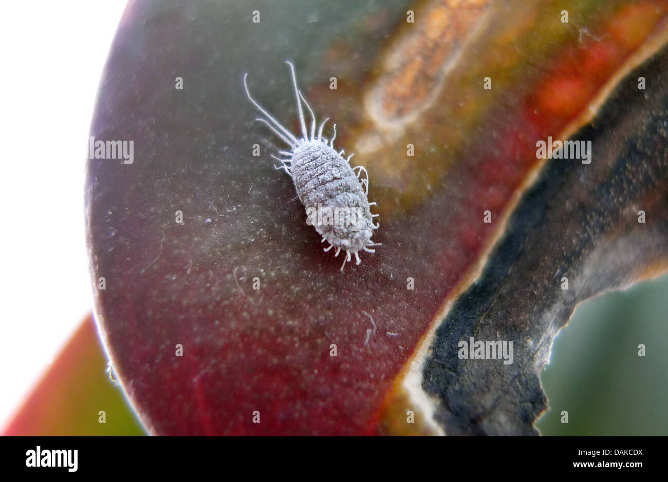 Mealybug on leaves plants hi-res stock photography and images - Alamy