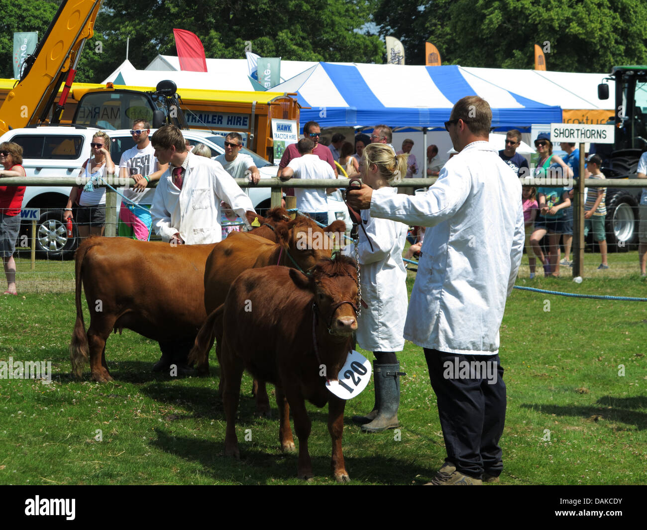 Showing Dexter cattle. Newport Show, Chetwynd Deer Park, Newport ...