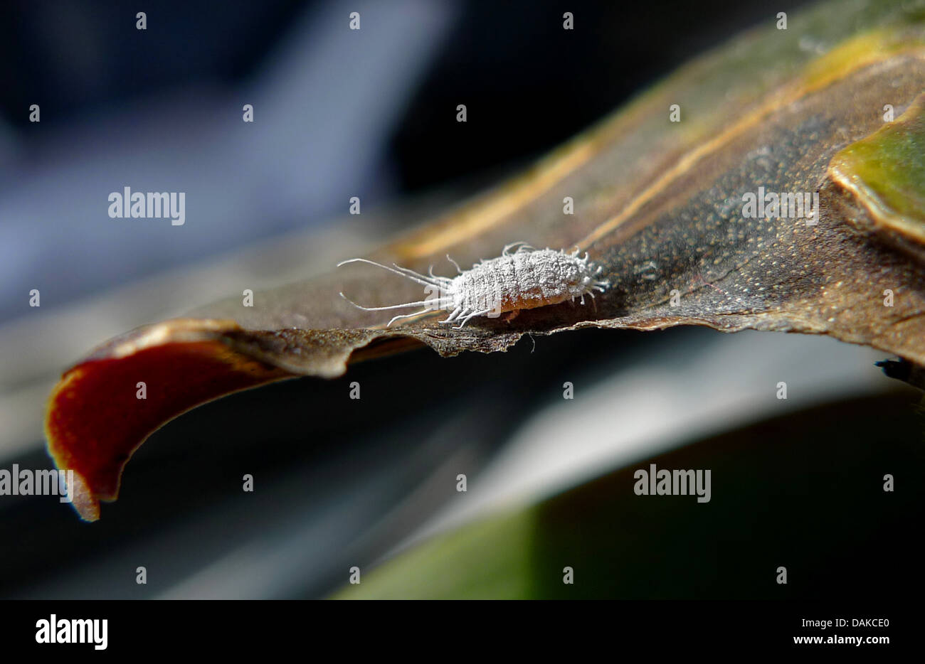 Pseudococcus hi-res stock photography and images - Alamy