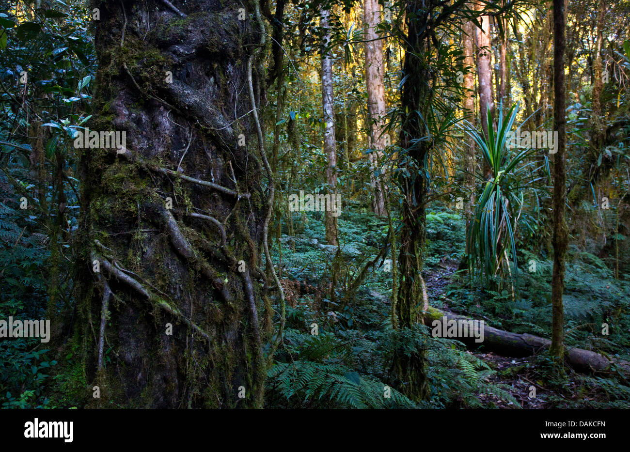 Lush temperate montane rainforest growing in the highlands of Papua New ...