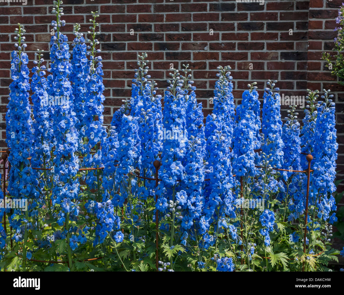 Blue delphinium hi-res stock photography and images - Alamy