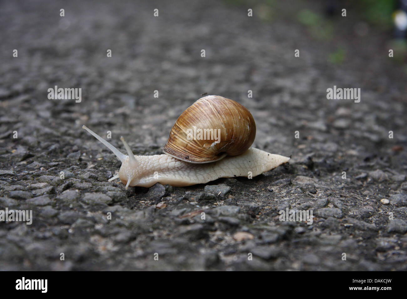 Roman Snail, fully stretched out, moving on tarmac road, fully out of ...