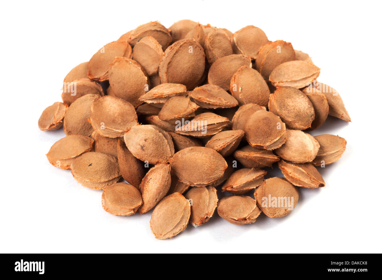 A pile of apricot kernel on white with shadow Stock Photo - Alamy