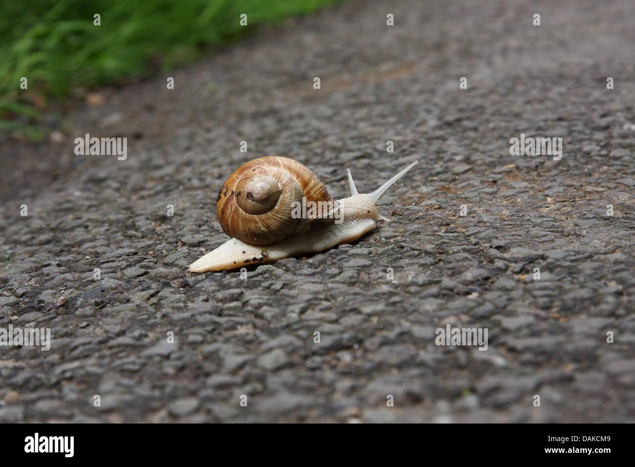 Snails eyes hi-res stock photography and images - Alamy