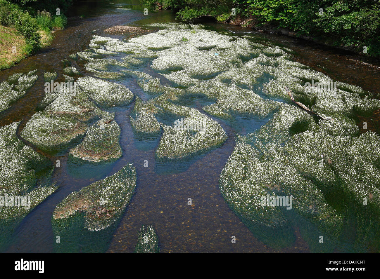river water-crowfoot (Ranunculus fluitans), in a river, Belgium ...