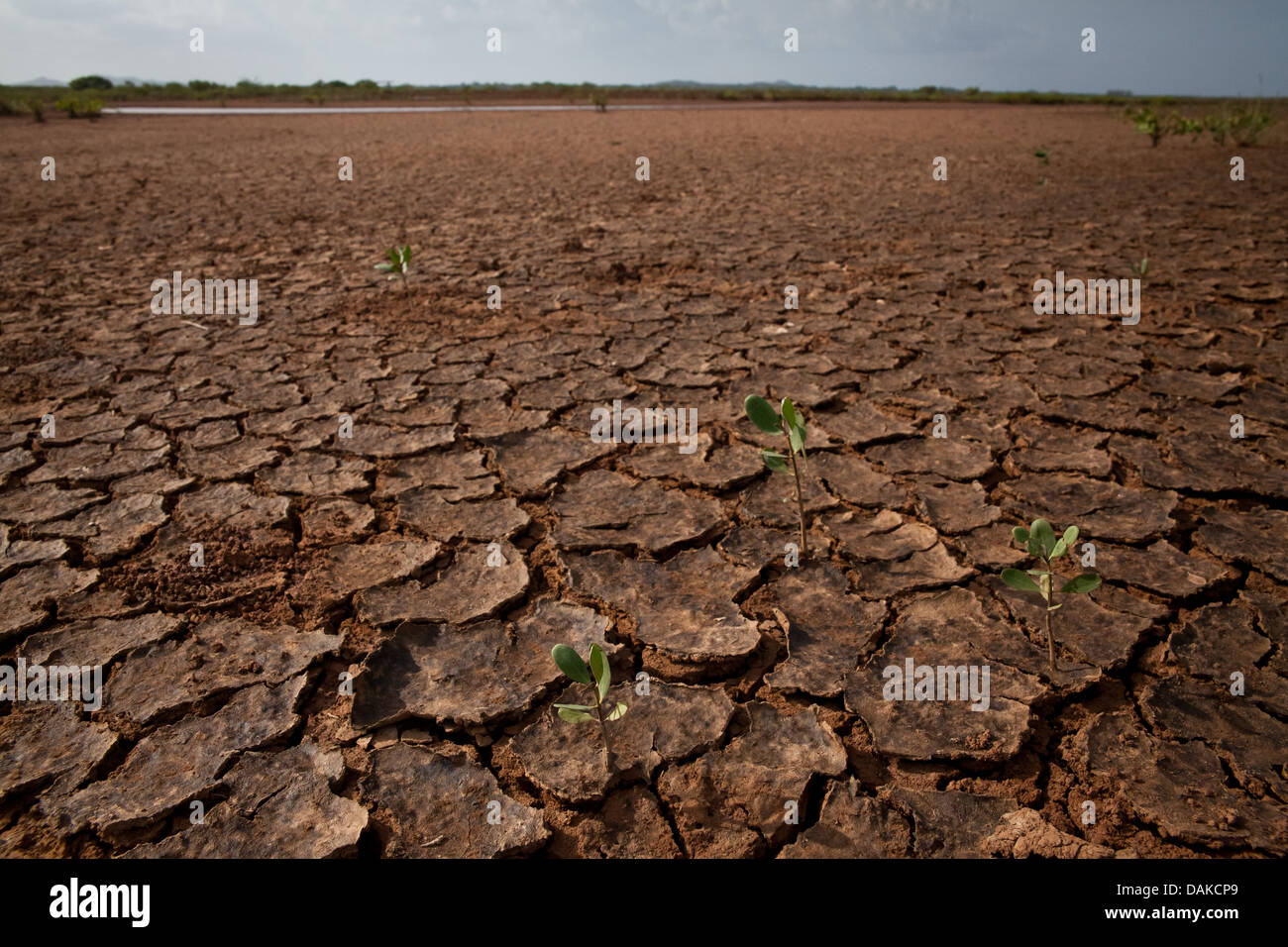 Desert landscape in Sarigua National Park, Herrera province, Republic ...