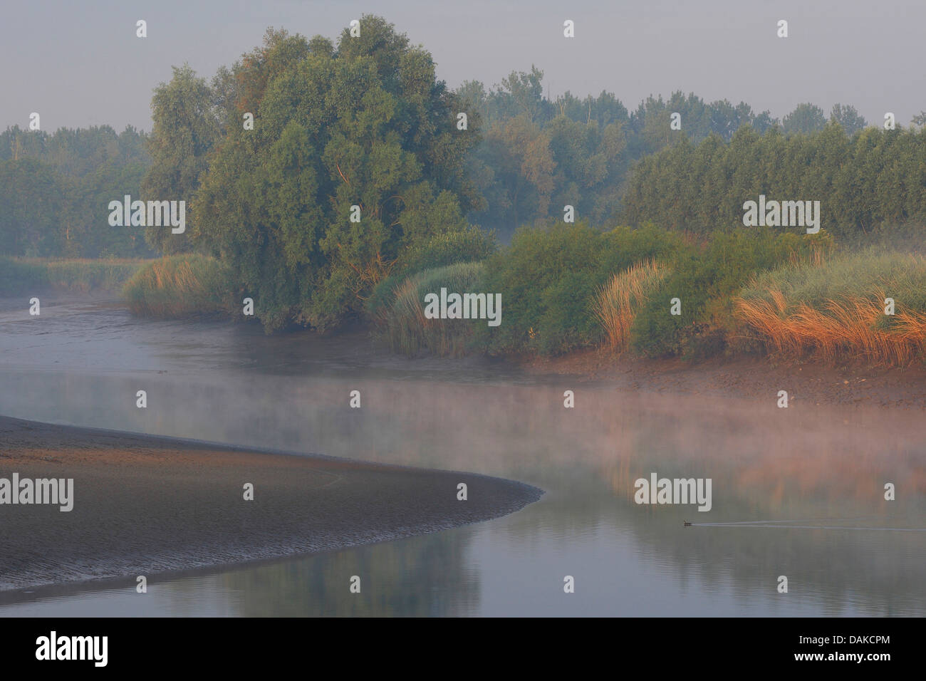 muddy shore of the river Durme, Belgium Stock Photo - Alamy