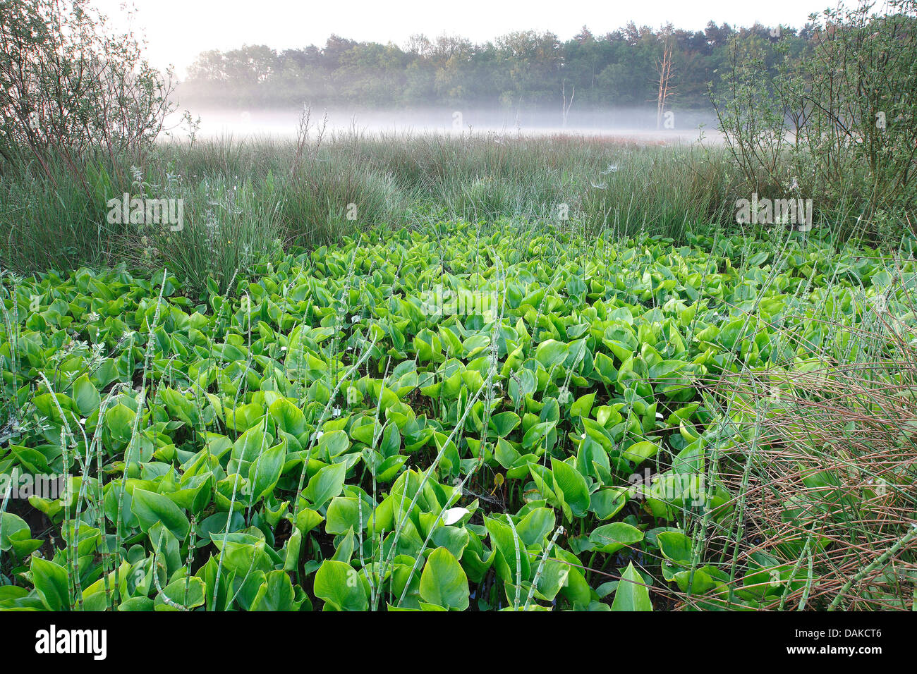 bog arum, wild calla (Calla palustris), in a mire with horse-tail ...