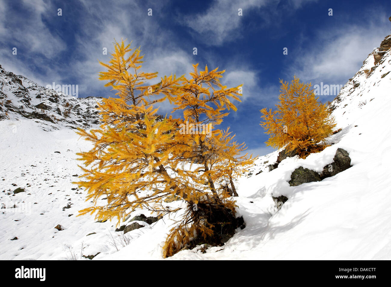 common larch, European larch (Larix decidua, Larix europaea), larch in ...