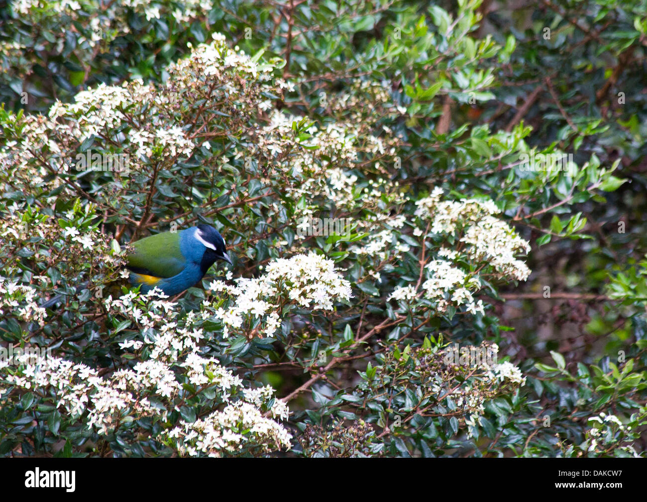 Paramythia hi-res stock photography and images - Alamy