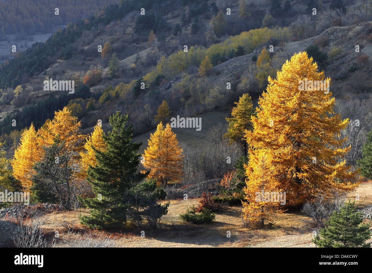Western larches hi-res stock photography and images - Alamy