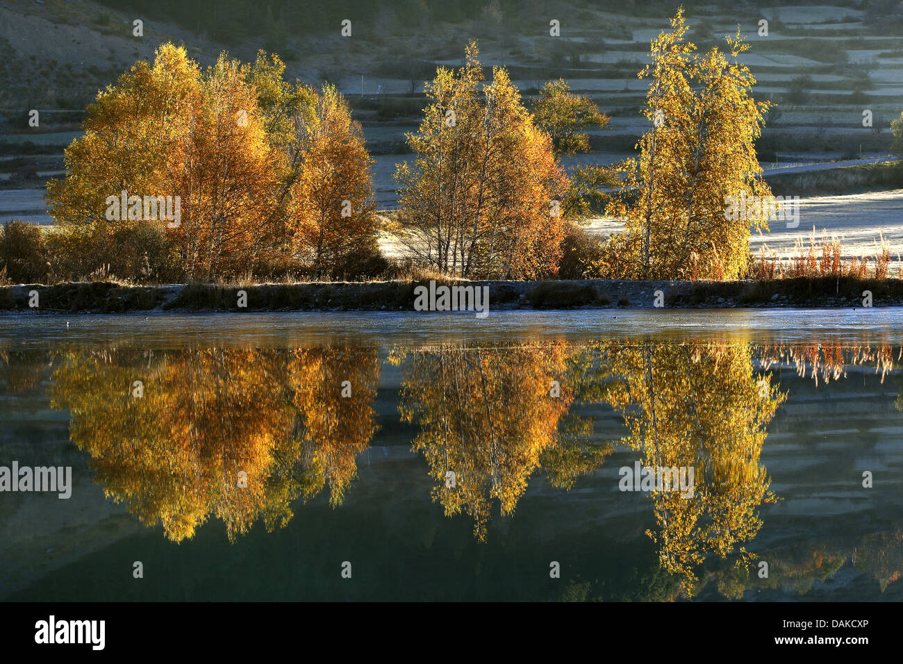 common birch, silver birch, European white birch, white birch (Betula ...