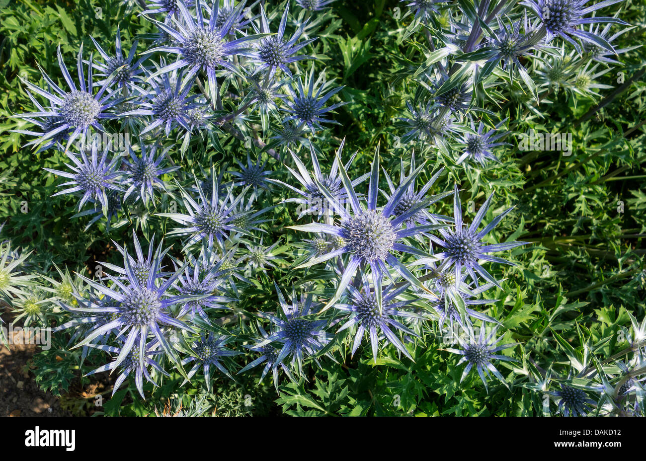 Blue Eryngium Thistle Stock Photo - Alamy
