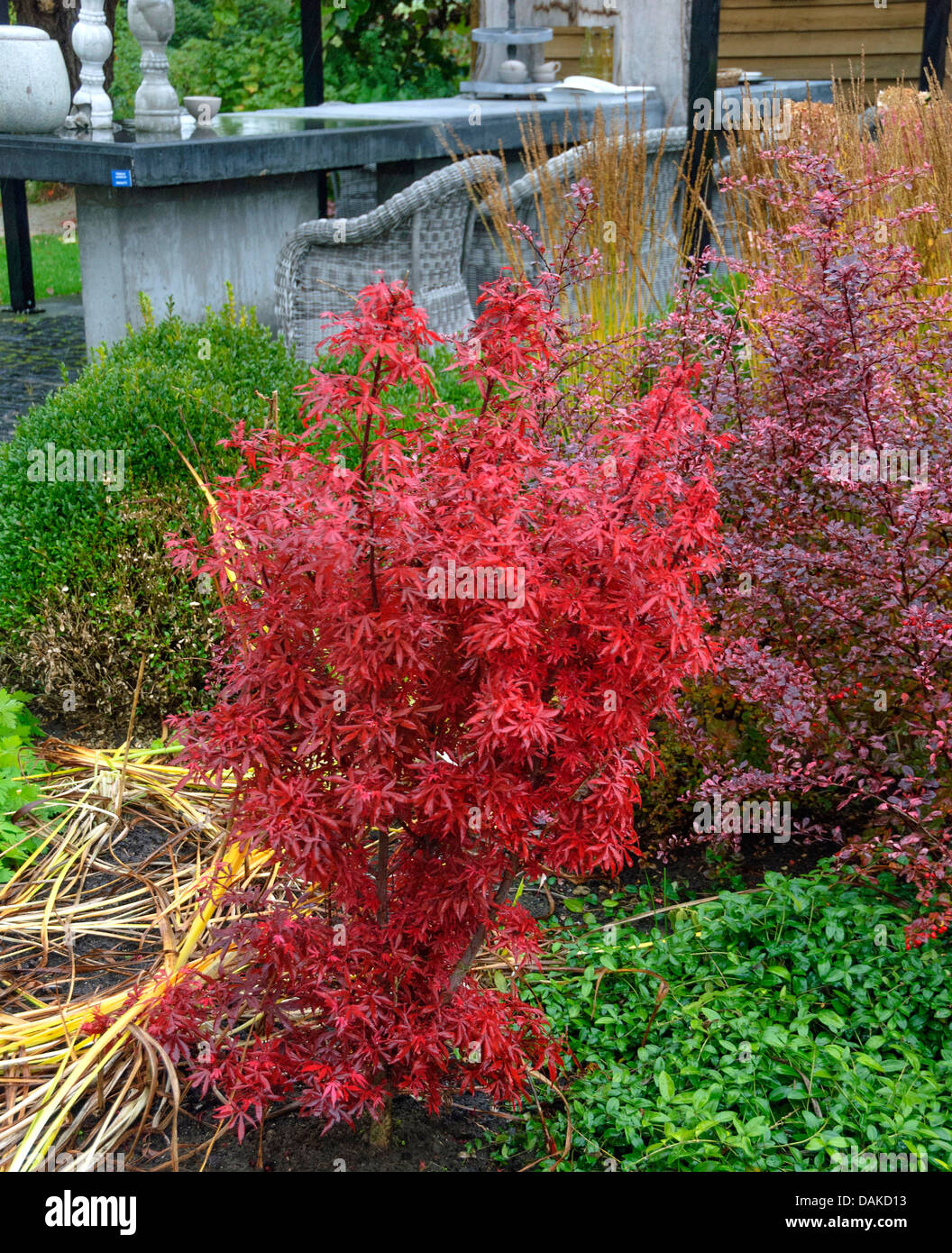 Japanese maple (Acer palmatum 'Shaina', Acer palmatum Shaina), cultivar ...