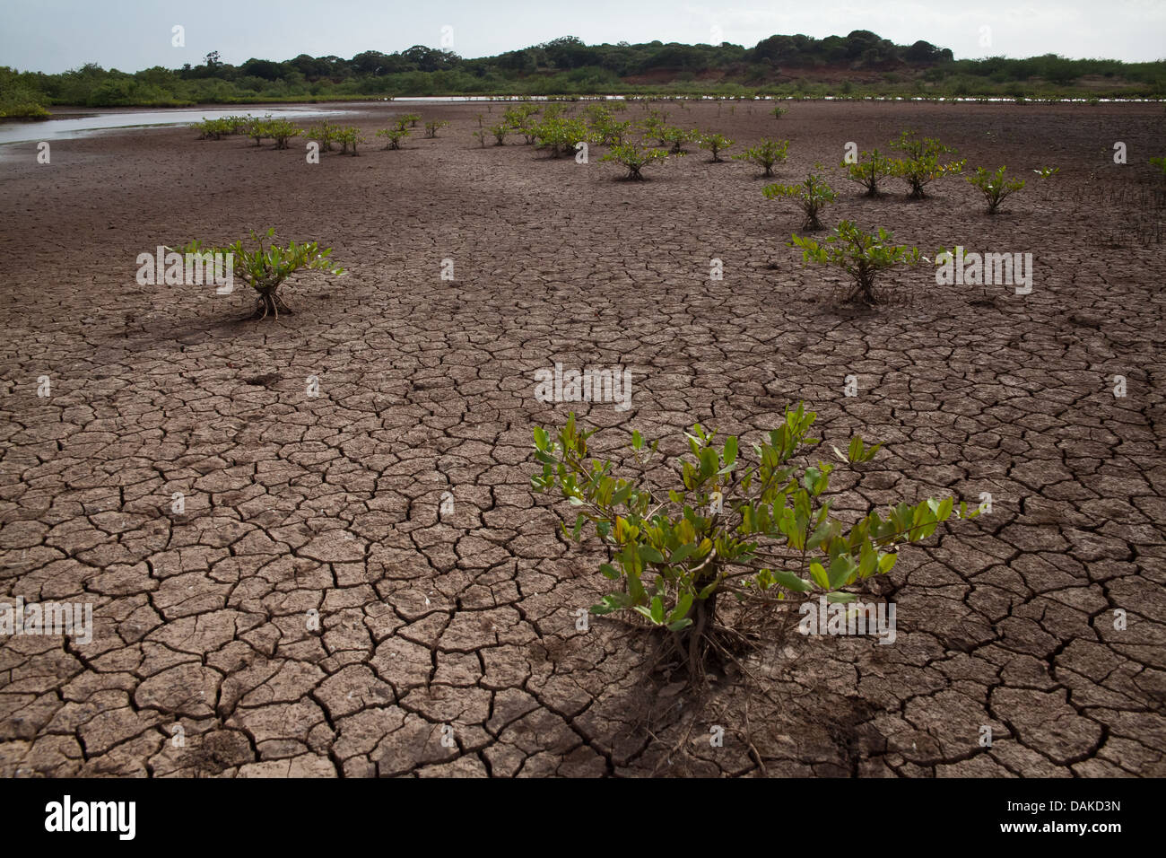 Desert landscape in Sarigua National Park, Herrera province, Republic ...
