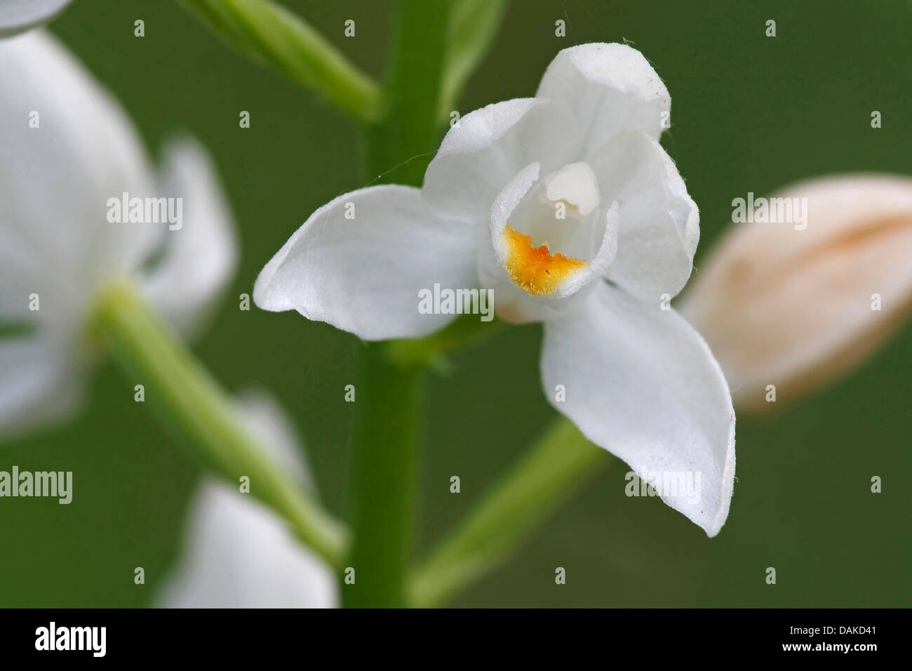 narrow-leaved helleborine (Cephalanthera longifolia), flower ...