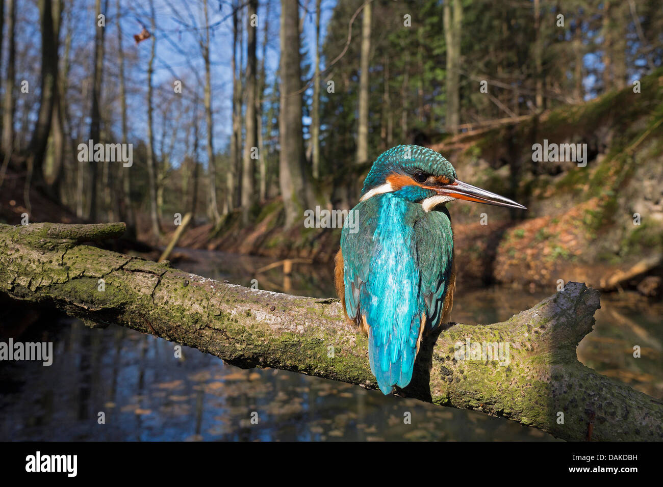 river kingfisher (Alcedo atthis), female sitting on a branch at the ...