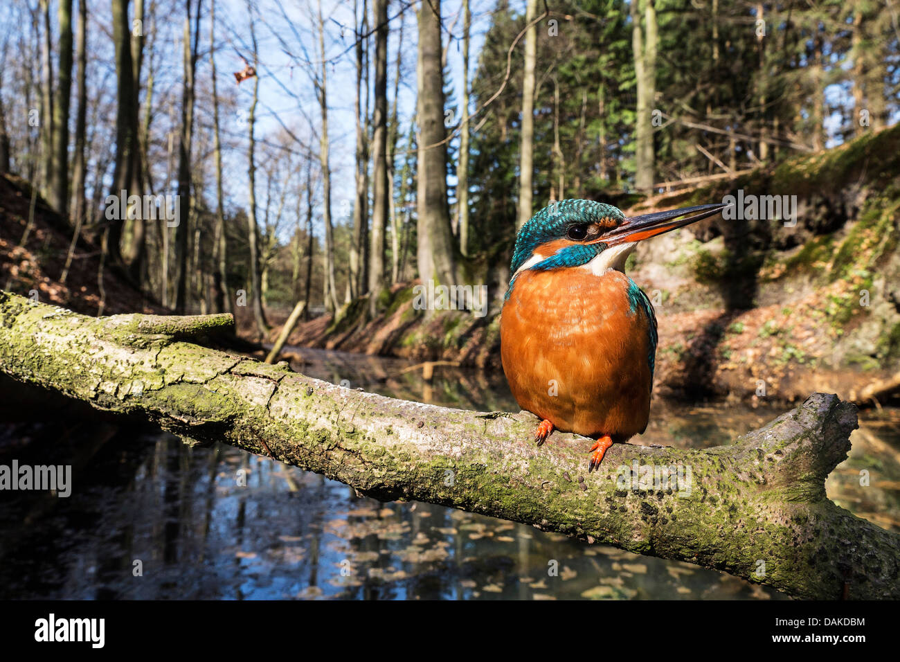 Kingfisher alcedo atthis female hi-res stock photography and images - Alamy