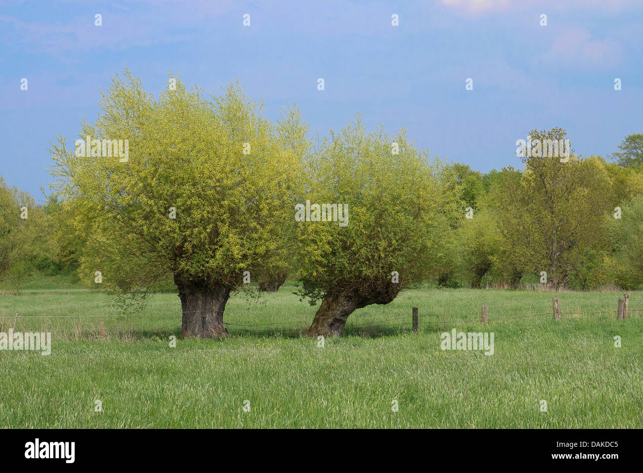 White willow (Salix alba), pollarded willows in a meadow, Germany ...