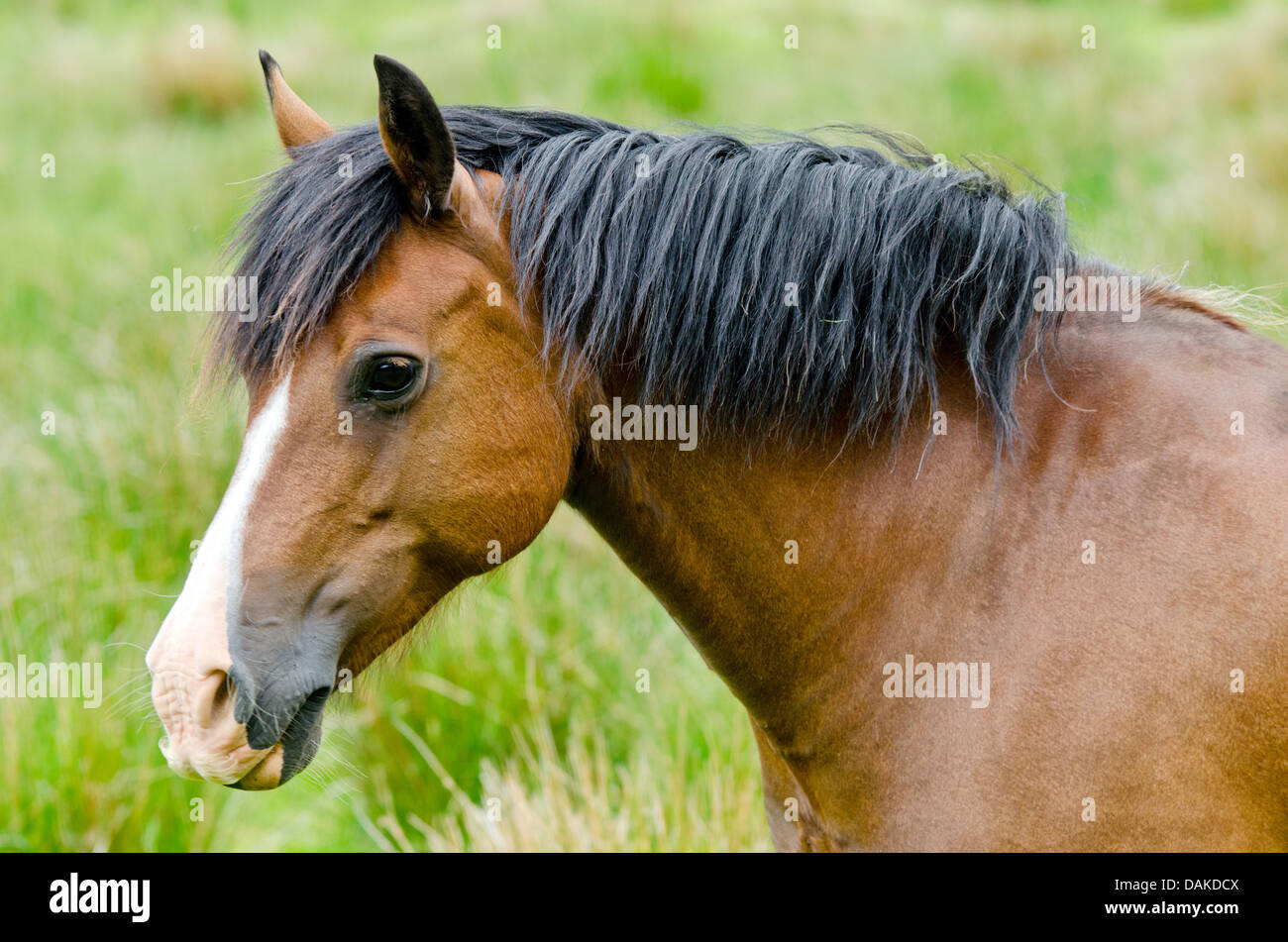 Chestnut Mare Horse portrait Stock Photo - Alamy