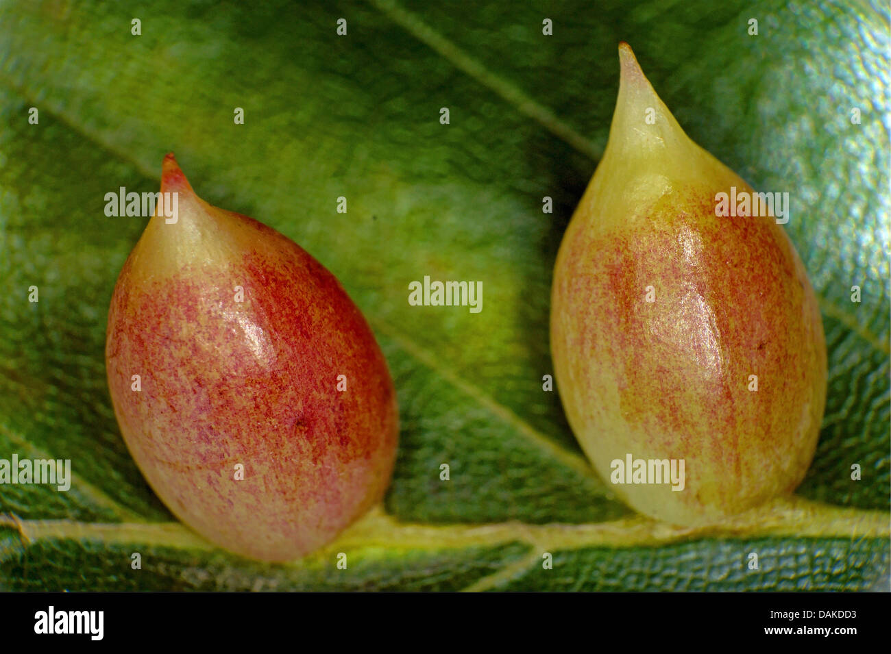 beech leaf gall midge, beech pouch-gall midge (Mikiola fagi), galls at ...