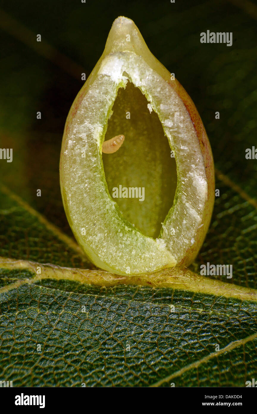 beech leaf gall midge, beech pouch-gall midge (Mikiola fagi), mooot in ...