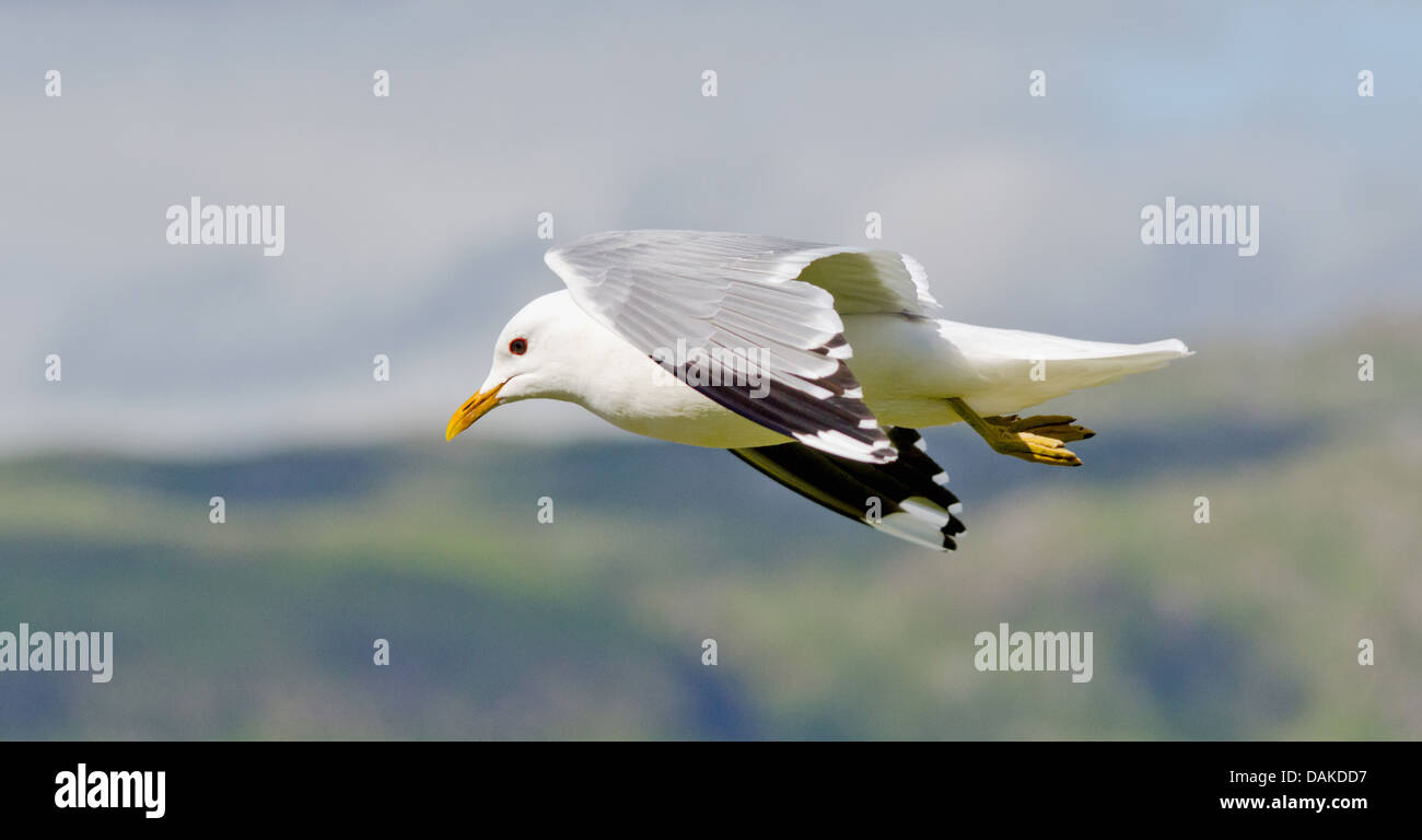 Common Gull in flight Stock Photo - Alamy