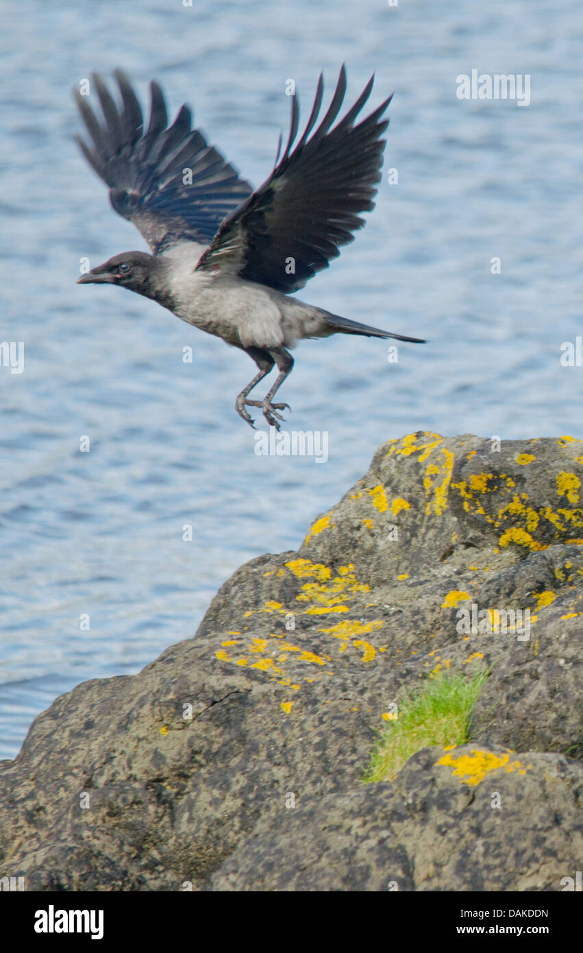 Hooded Crow in flight Stock Photo - Alamy