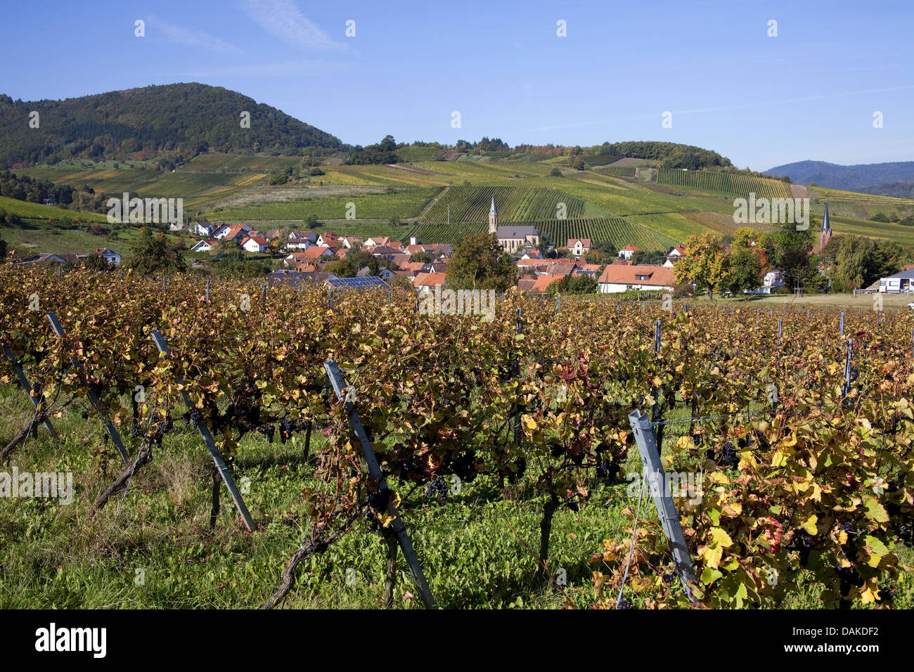 grape-vine, vine (Vitis vinifera), wine-growing district with village ...