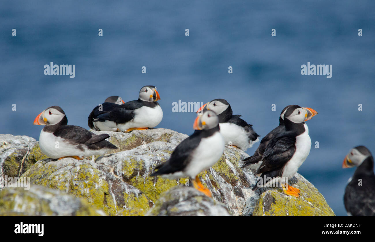 Group of puffins hi-res stock photography and images - Alamy